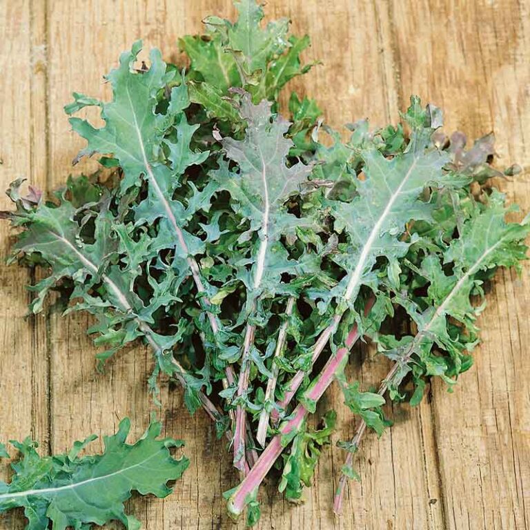 Kale Seeds (Organic) – Red Russian – vegetableseeds.org
