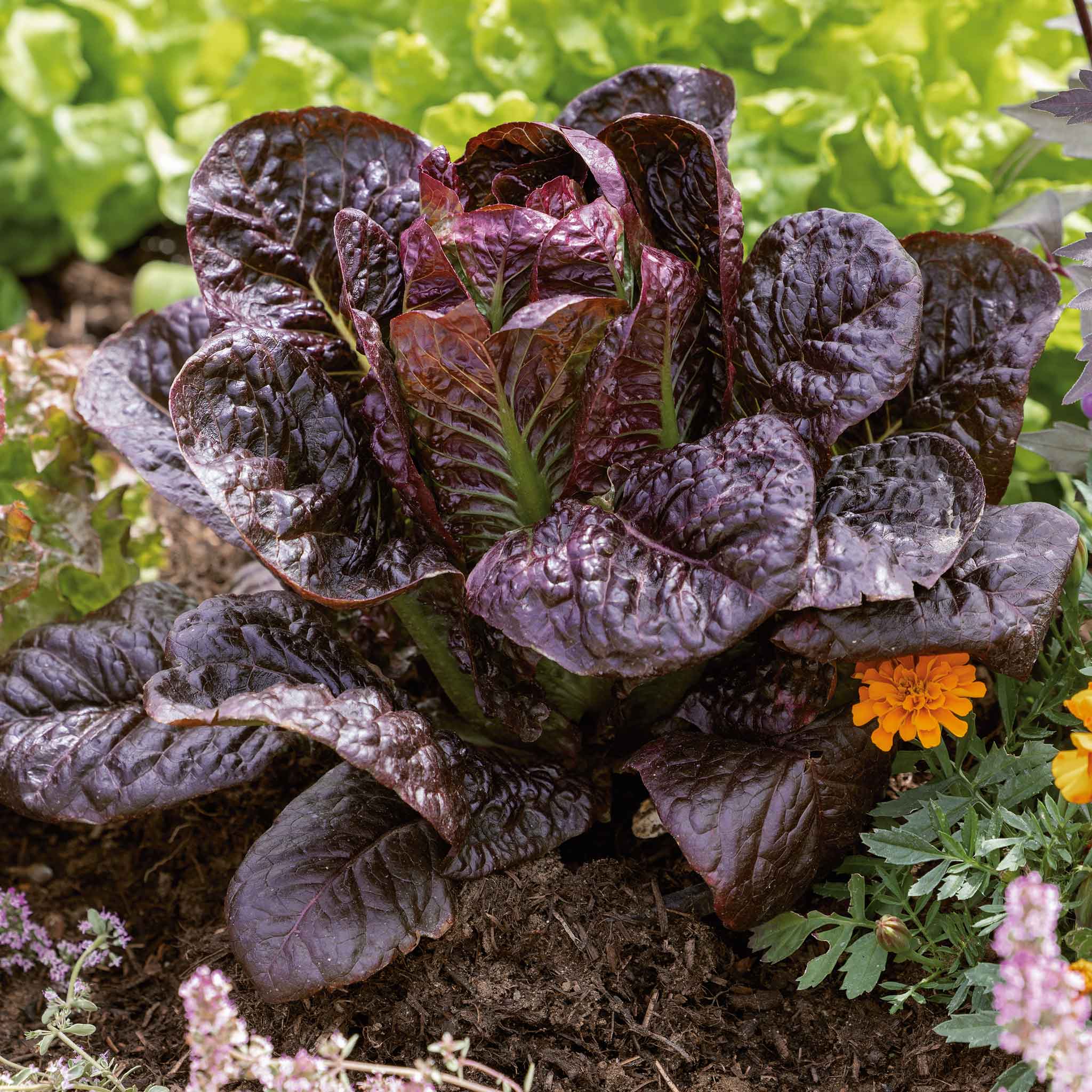 Lettuce Seeds – Red Romaine – vegetableseeds.org